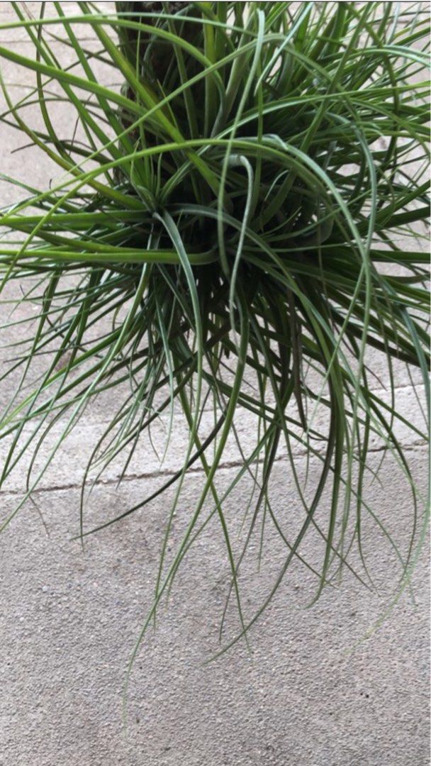 Tillandsia Hard Leaves Stricta, Furniture & Home Living, Gardening ...