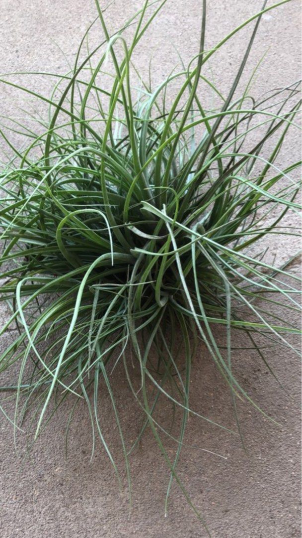 Tillandsia Hard Leaves Stricta, Furniture & Home Living, Gardening ...