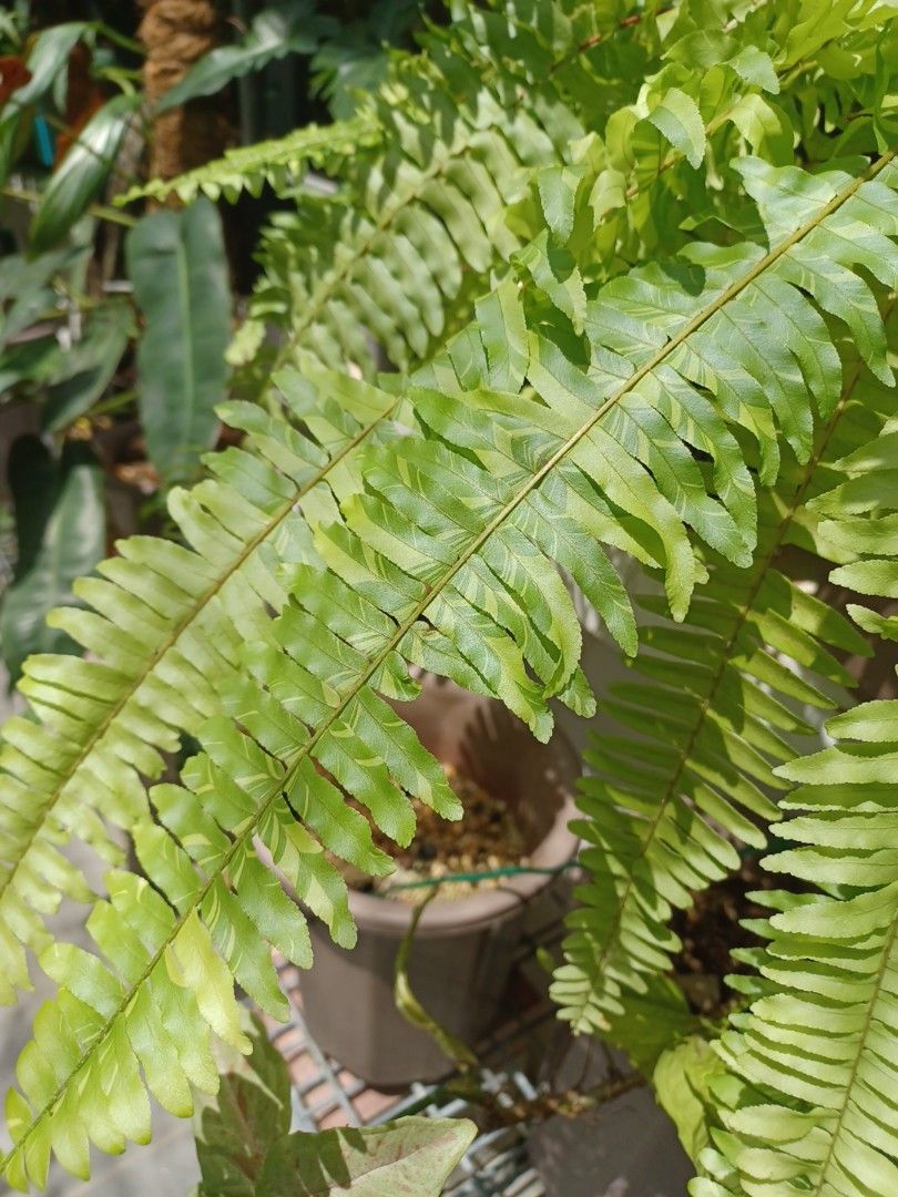 XXL Variegated Boston TiGER Fern |Nephrolepis exaltata, Furniture ...
