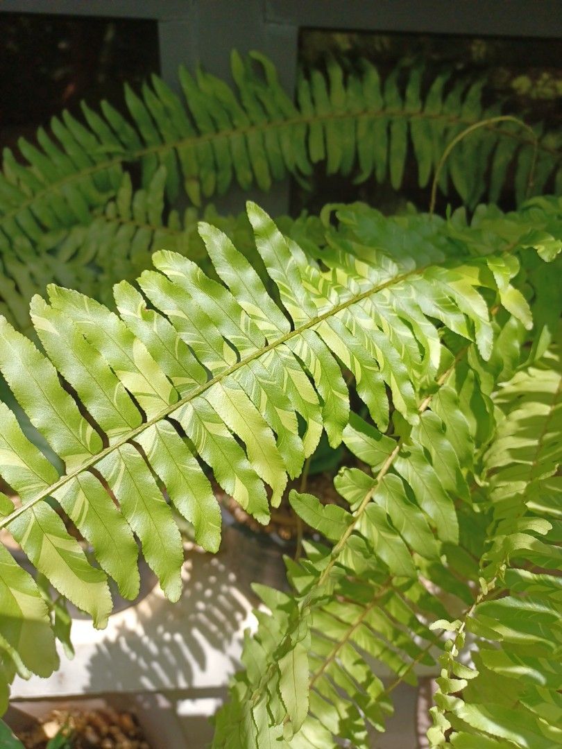 XXL Variegated Boston TiGER Fern |Nephrolepis exaltata, Furniture ...