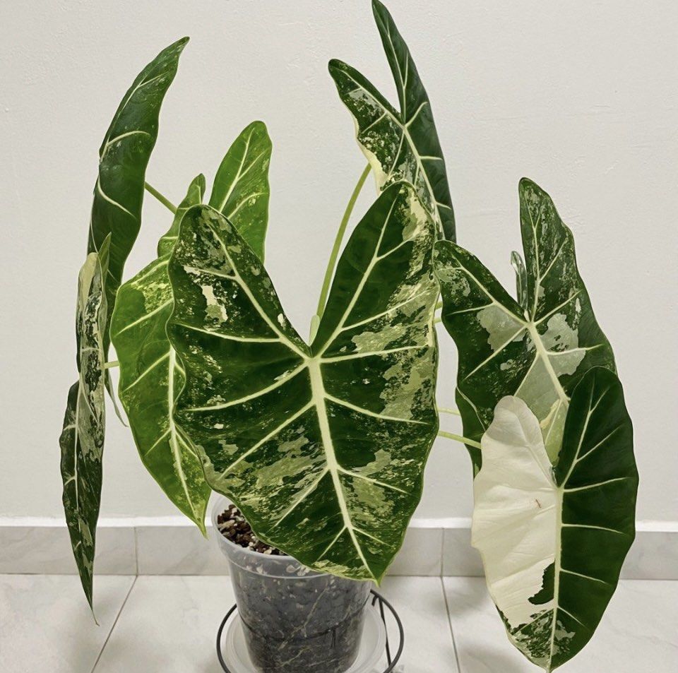 Alocasia Frydek Variegated, Furniture & Home Living, Gardening, Plants ...