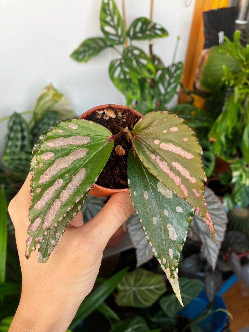 Begonia Julau, Furniture & Home Living, Gardening, Plants & Seeds on ...