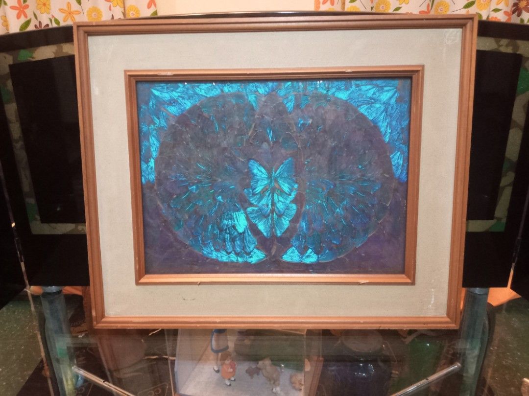 Brazil Real Blue Morpho Butterfly Artwork, Hobbies & Toys, Stationary ...