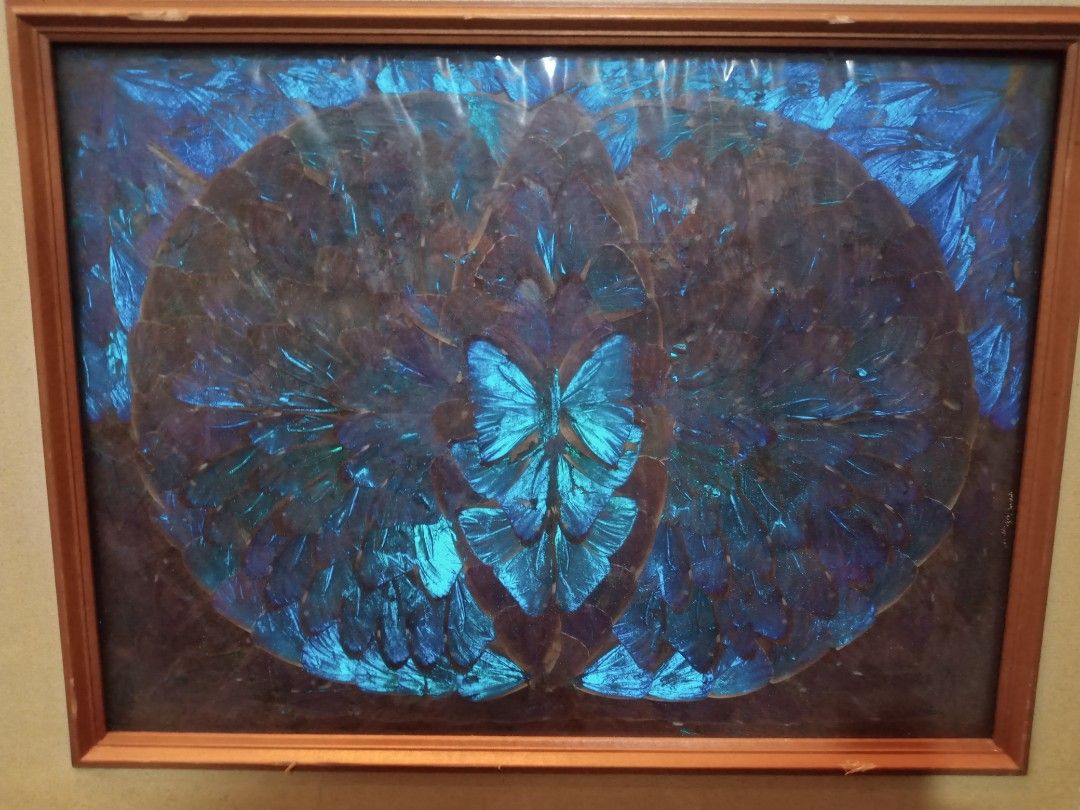 Brazil Real Blue Morpho Butterfly Artwork, Hobbies & Toys, Stationary ...