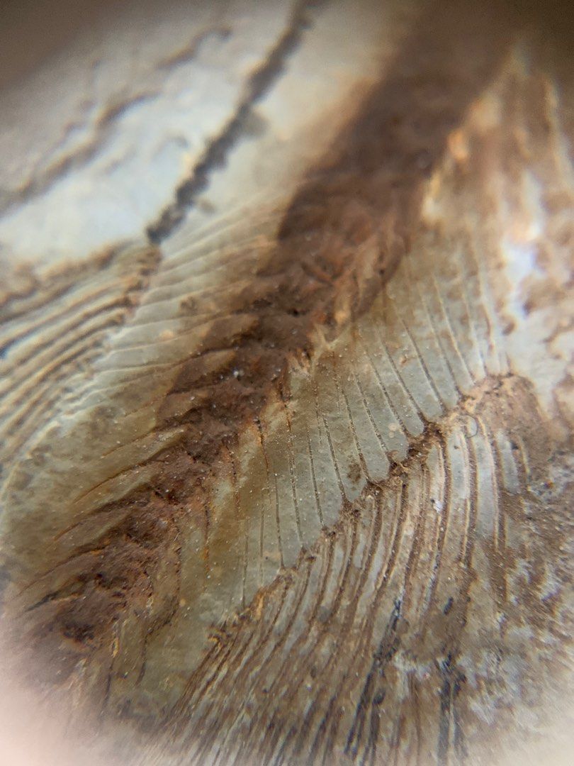 Lycoptera Fish Fossil, Hobbies & Toys, Memorabilia & Collectibles ...