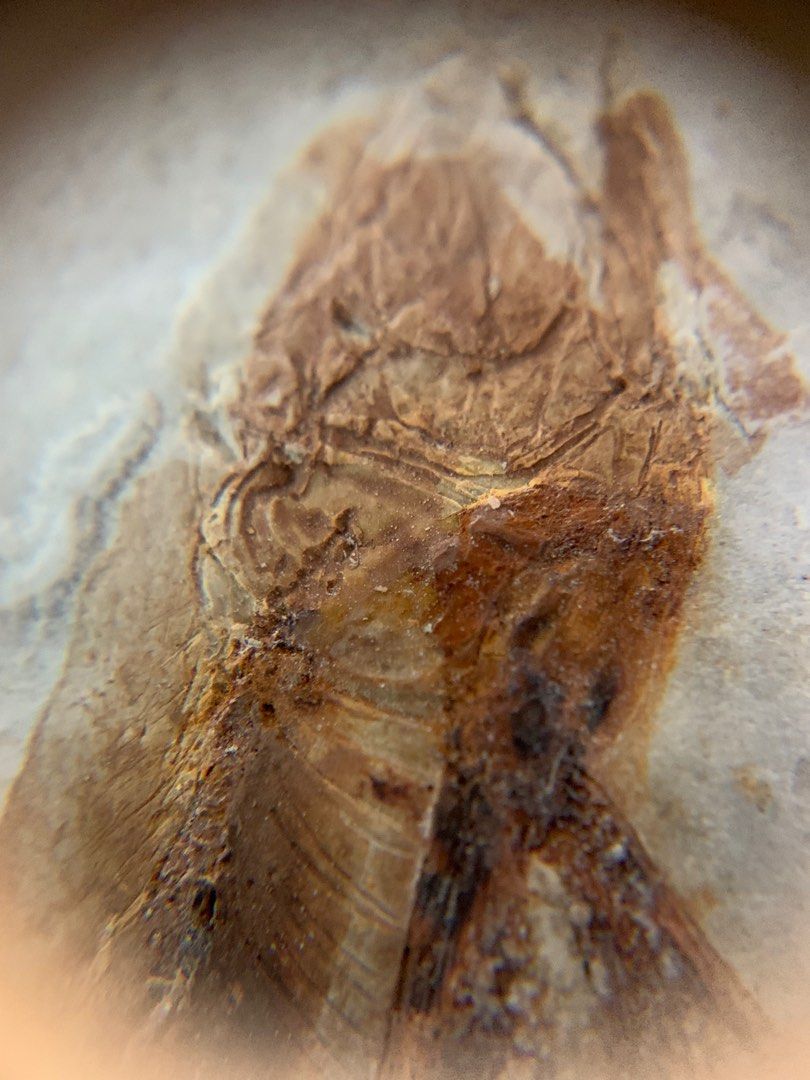 Lycoptera Fish Fossil, Hobbies & Toys, Memorabilia & Collectibles ...