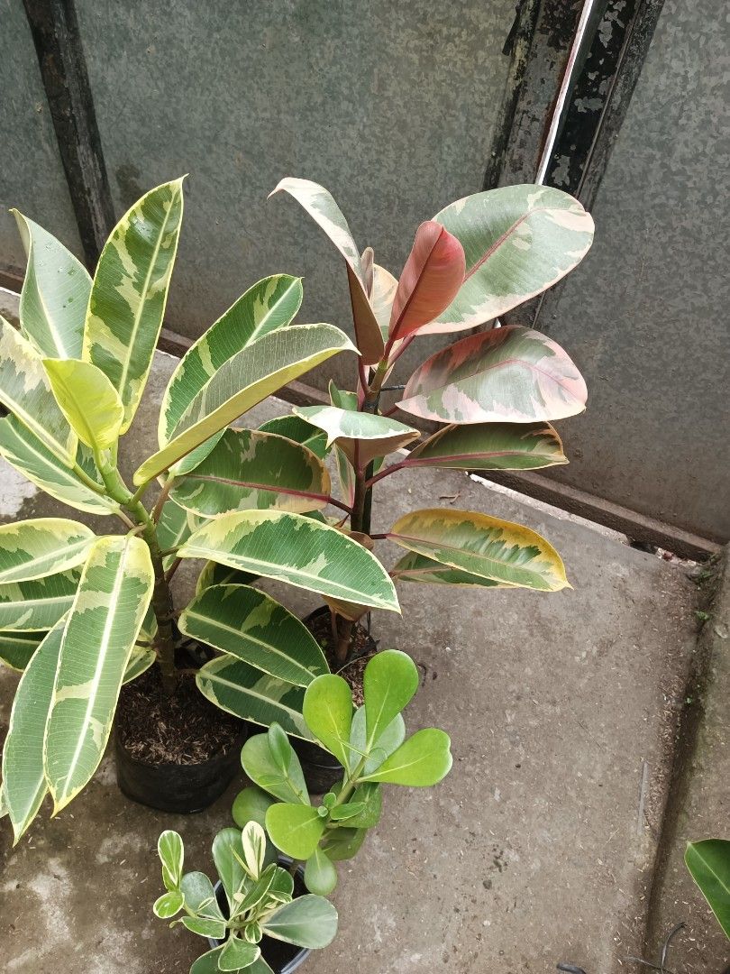 Rubber Plant Ficus Elastica, Furniture & Home Living, Gardening, Plants ...