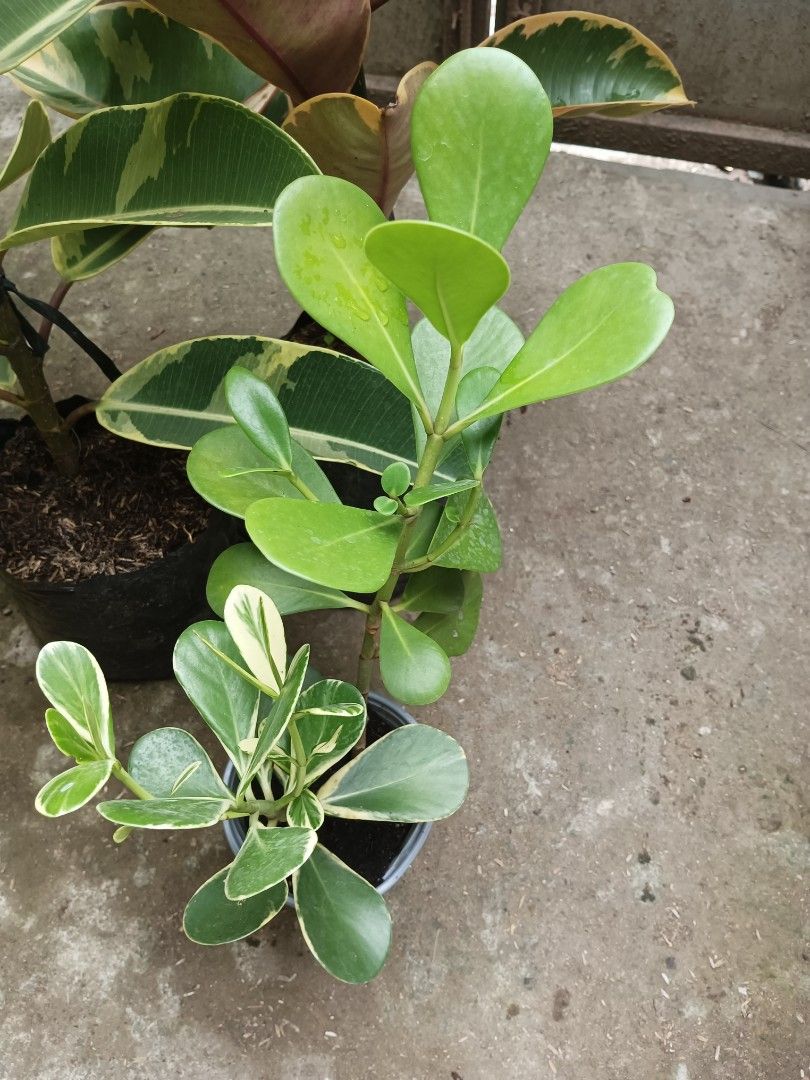 Rubber Plant Ficus Elastica, Furniture & Home Living, Gardening, Plants ...