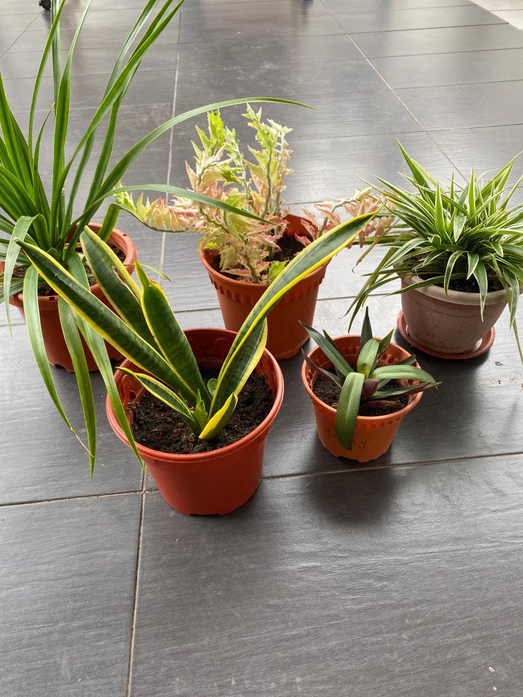 Small plants, Furniture & Home Living, Gardening, Pots & Planters on ...