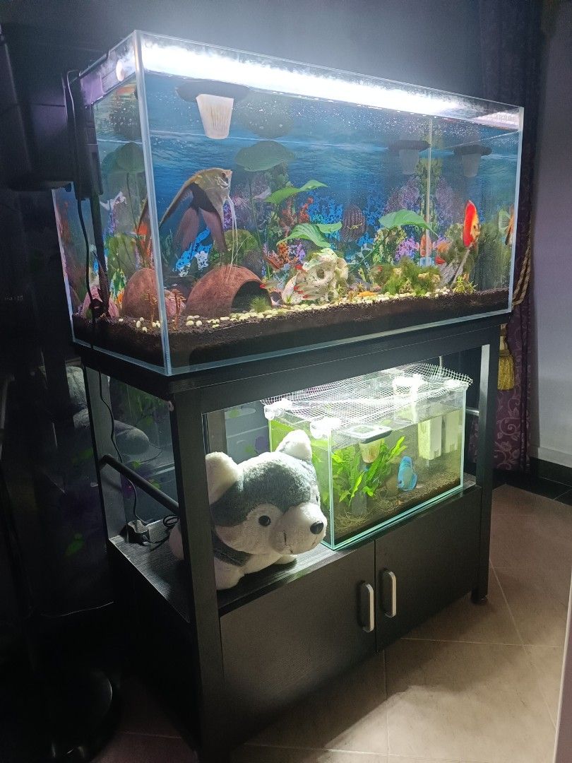 80cm crystal ultra clear fish aquarium tank, Pet Supplies, Homes ...