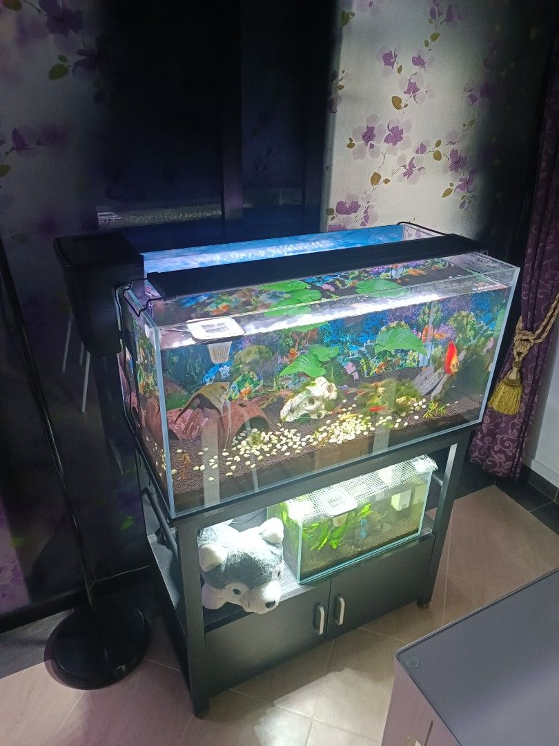 80cm crystal ultra clear fish aquarium tank, Pet Supplies, Homes ...