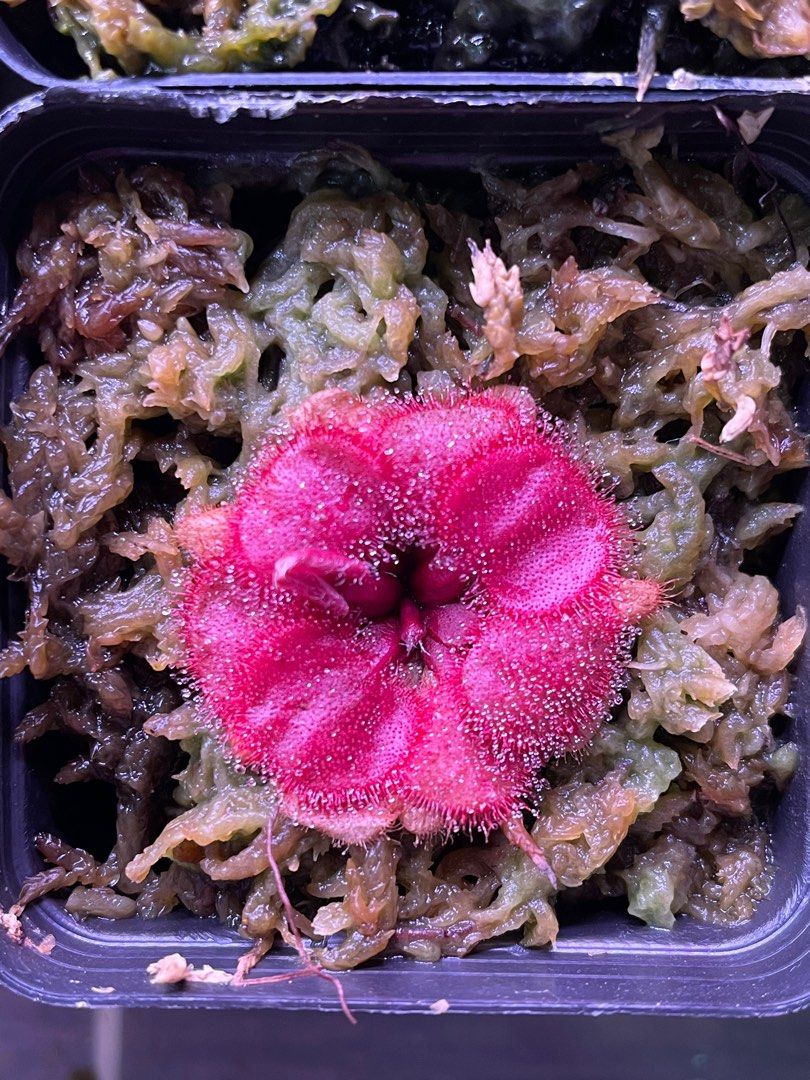 Drosera Falconeri Sundew Carnivorous Plant, Furniture & Home Living ...