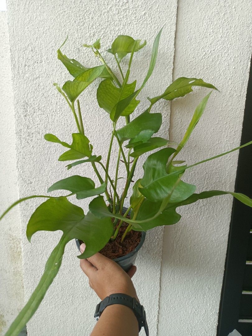 Epi Skeleton Key, Furniture & Home Living, Gardening, Plants & Seeds on ...