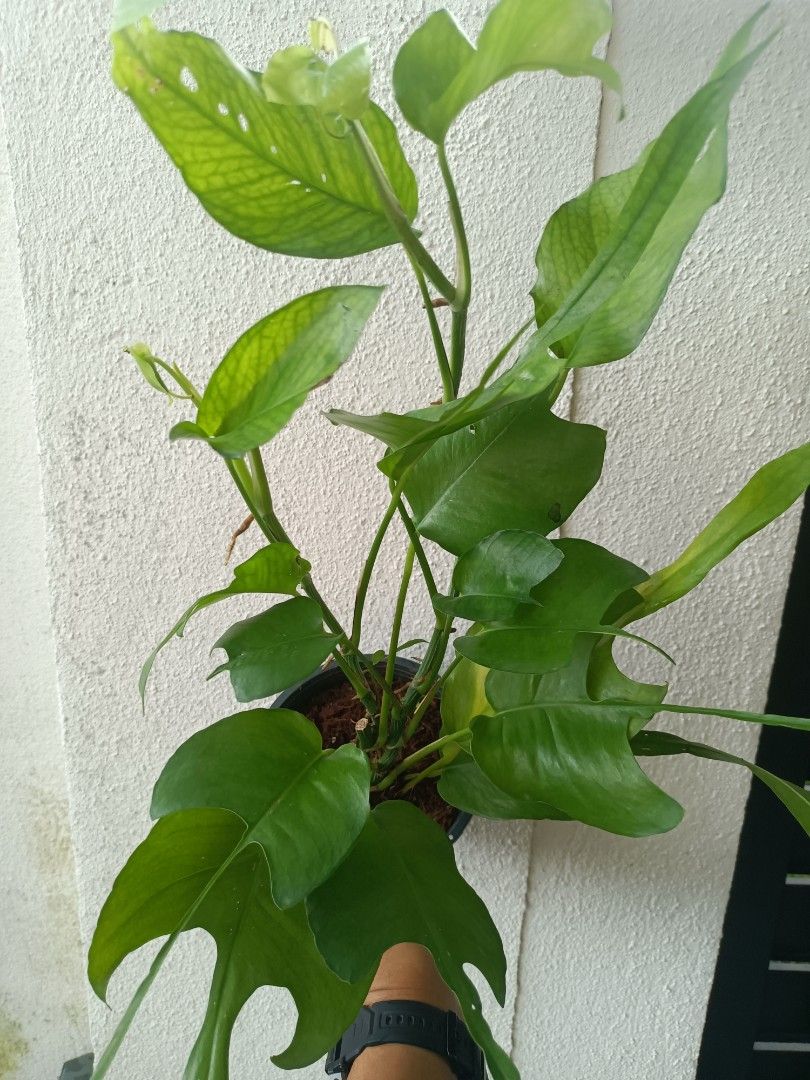 Epi Skeleton Key, Furniture & Home Living, Gardening, Plants & Seeds on ...