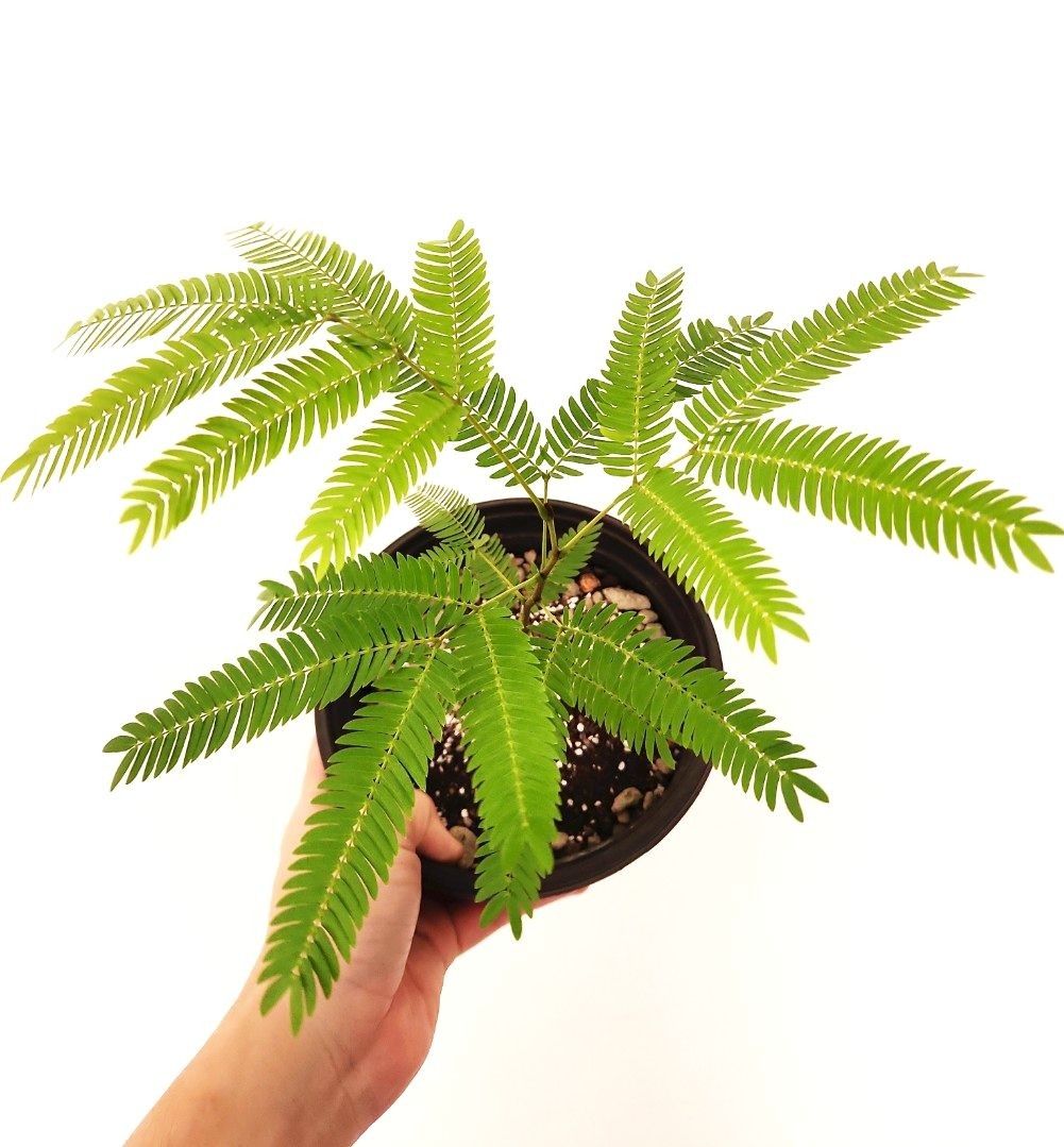 Everfresh Tree [Pithecellobium Confertum], Furniture & Home Living ...