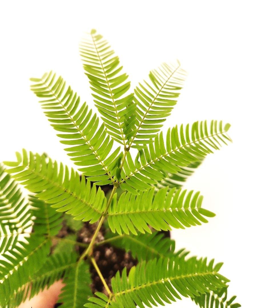 Everfresh Tree [Pithecellobium Confertum], Furniture & Home Living ...