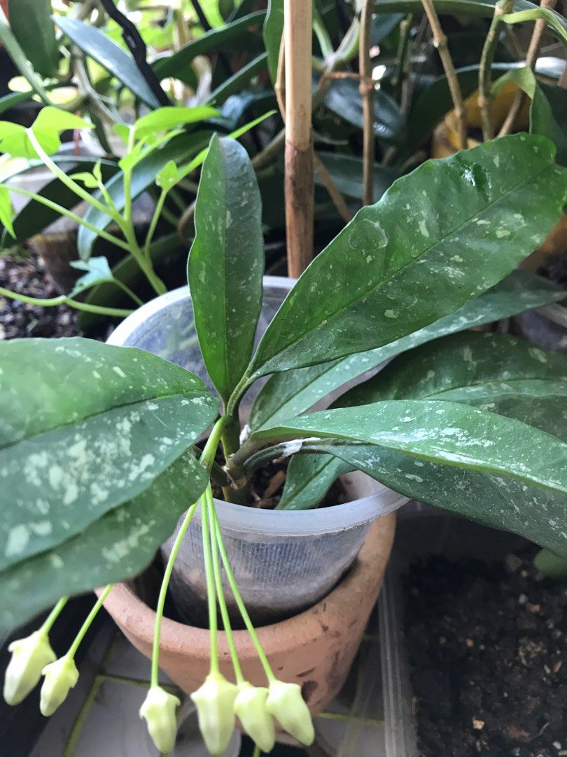 Hoya multiflora. Flowering soon, Furniture & Home Living, Gardening ...