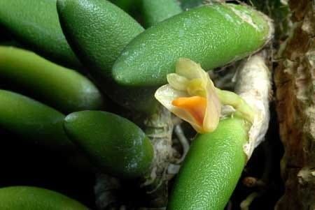 Rare Mini Orchid Bulbophyllum 'Trias intermedia Seidenf.', Furniture ...