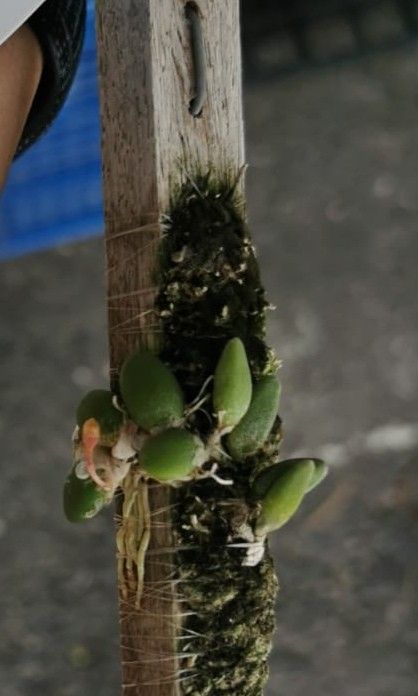 Rare Mini Orchid Bulbophyllum 'Trias intermedia Seidenf.', Furniture ...