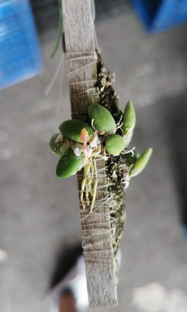 Rare Mini Orchid Bulbophyllum 'Trias intermedia Seidenf.', Furniture ...