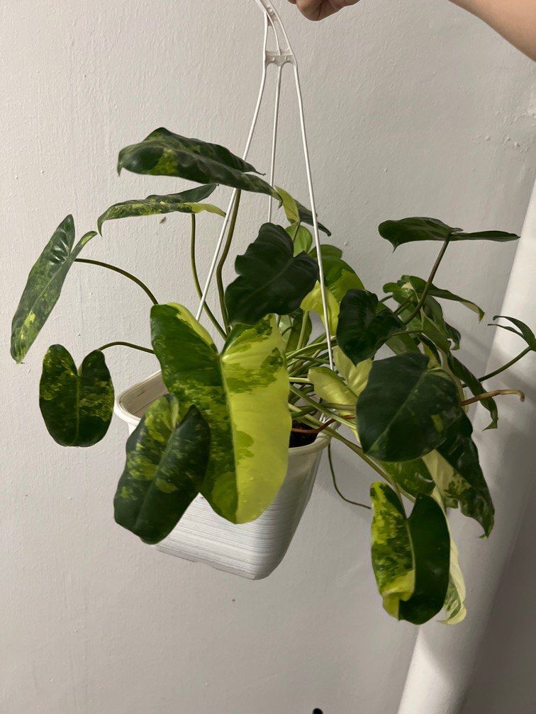 Philodendron Burle Marx Var, Furniture & Home Living, Gardening, Plants ...