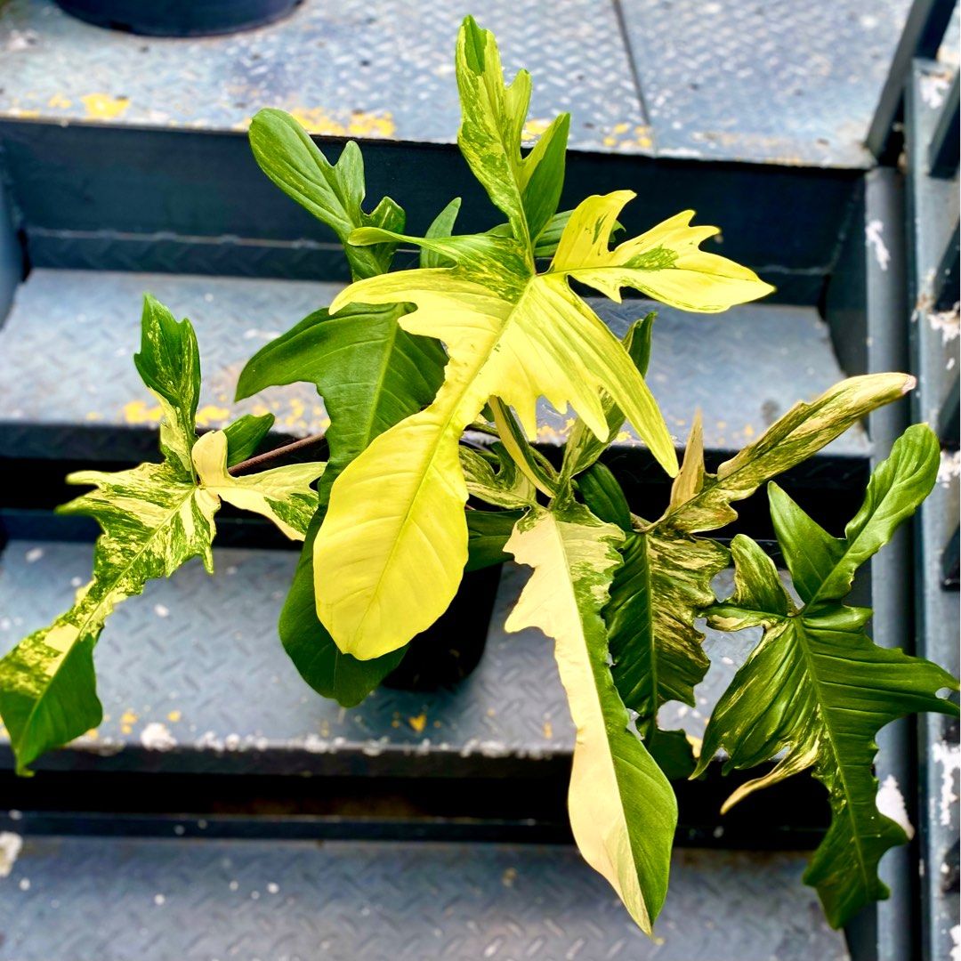 Philodendron Florida Beauty Variegated, Furniture & Home Living ...