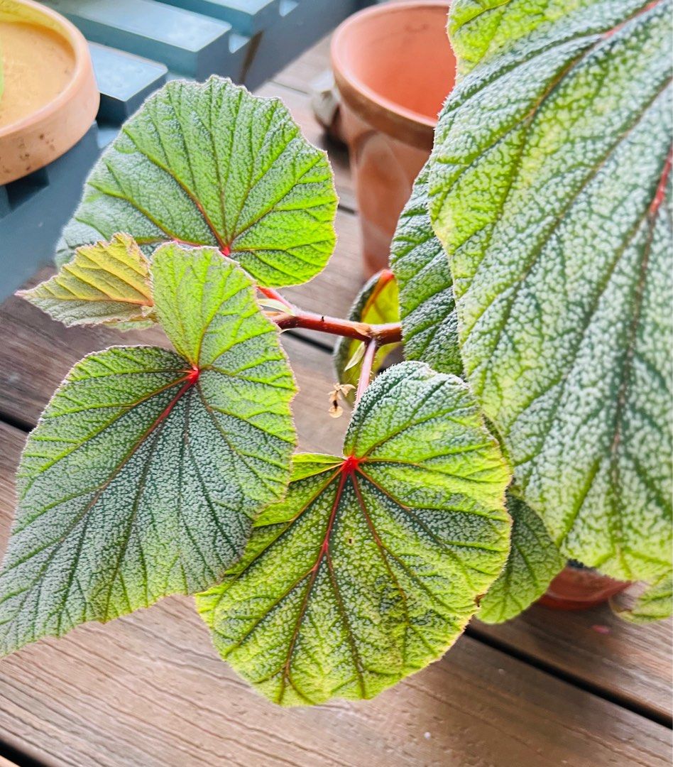 (Japan) Begonia Sinbad mother plant, Furniture & Home Living, Gardening ...