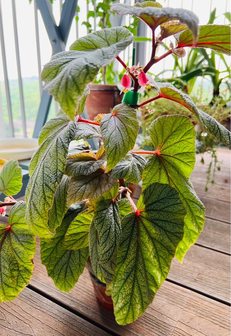 (Japan) Begonia Sinbad mother plant, Furniture & Home Living, Gardening ...