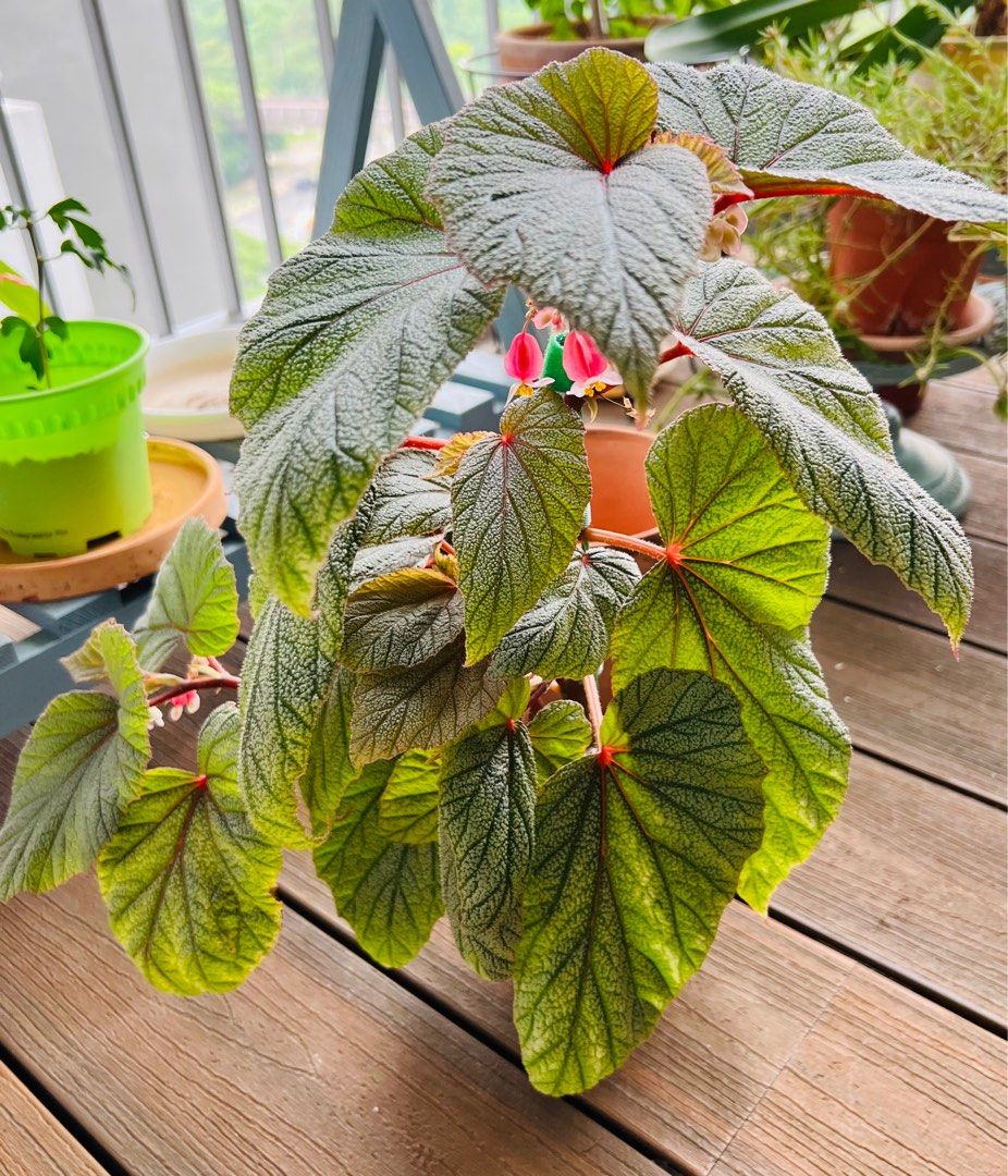 (Japan) Begonia Sinbad mother plant, Furniture & Home Living, Gardening ...