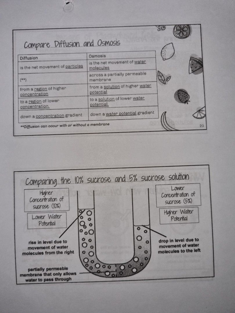 O level Biology 'Movement of Substances' notes, Hobbies & Toys, Books ...