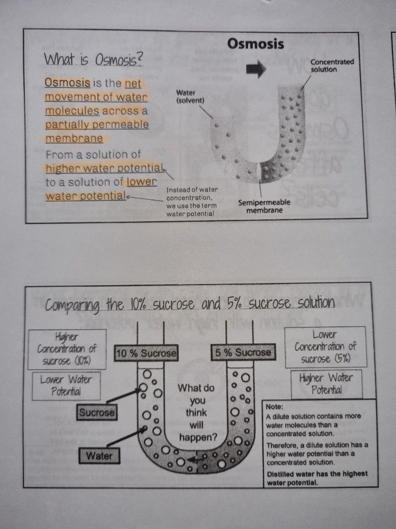 O level Biology 'Movement of Substances' notes, Hobbies & Toys, Books ...