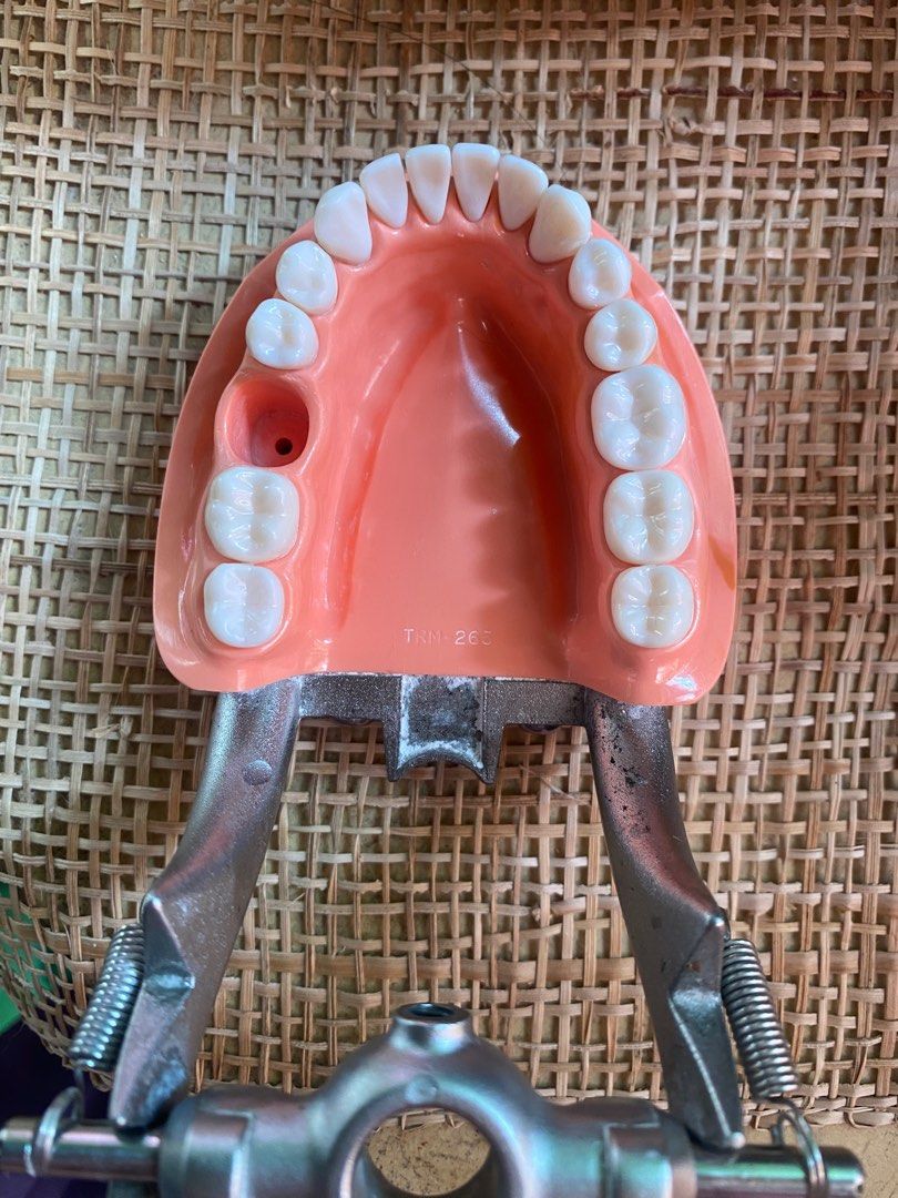 Original Nissin Typodont, Health & Nutrition, Medical Supplies & Tools ...