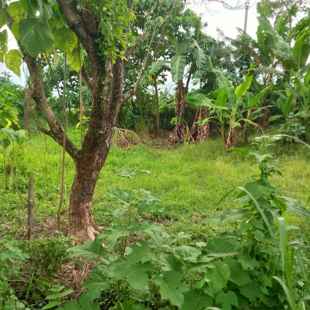 Panabo, Barangay Manay . 221sqm residential lot, Property, For Sale ...