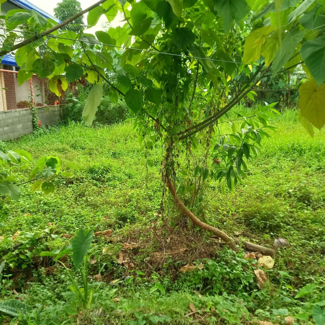 Panabo, Barangay Manay . 221sqm residential lot, Property, For Sale ...