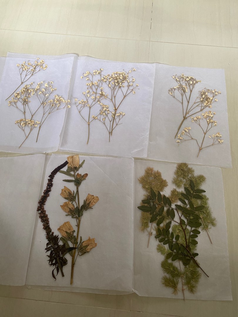 Pressed Flowers, Hobbies & Toys, Stationery & Craft, Art & Prints on ...