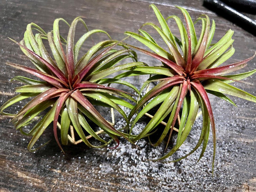 Tillandsia red rainforest air plant, Furniture & Home Living, Gardening ...