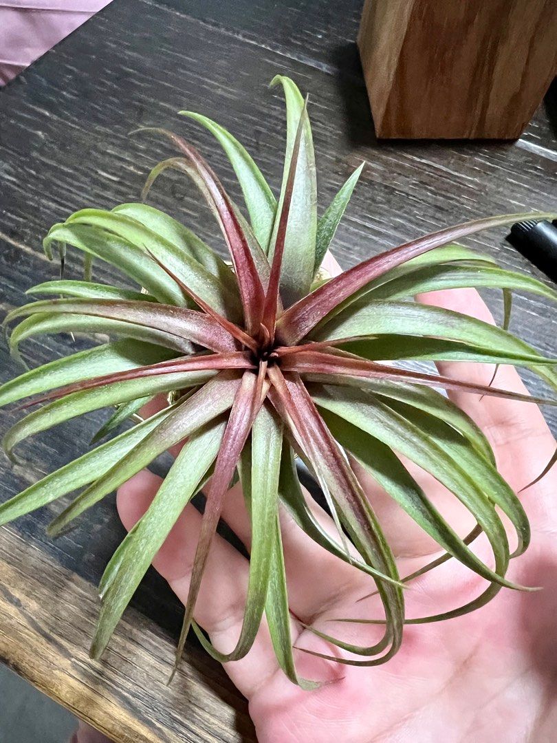 Tillandsia red rainforest air plant, Furniture & Home Living, Gardening ...