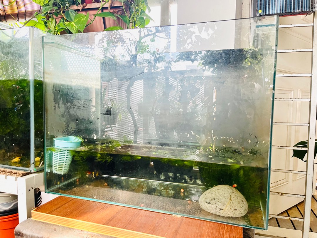 2ft Glass Fish Tank (60cm x 30cm x 46cm) - free duckweed and hornwort ...