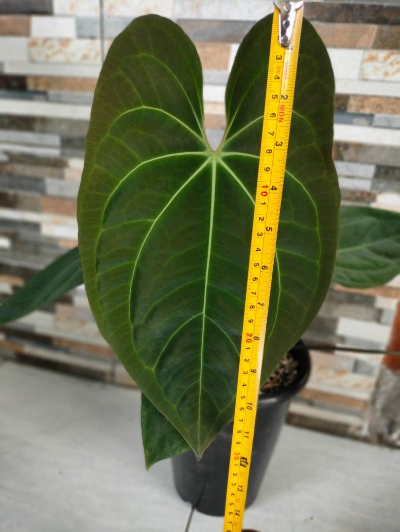 Anthurium Dark Phoenix x Magnificum, Furniture & Home Living, Gardening ...