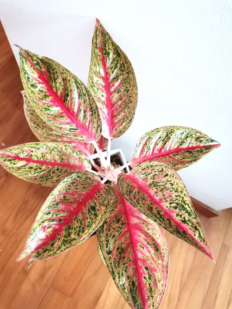 Rare Aglaonema Red Legacy, Furniture & Home Living, Gardening, Plants ...