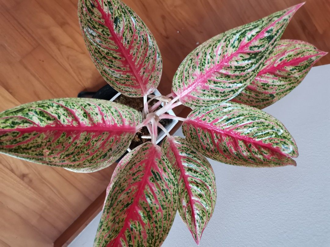 Rare Aglaonema Red Legacy, Furniture & Home Living, Gardening, Plants ...