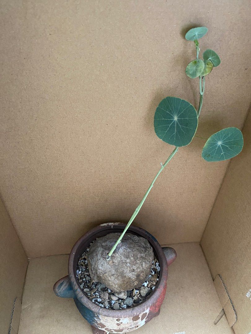 Stephania Erecta with pot, Furniture & Home Living, Gardening, Plants ...