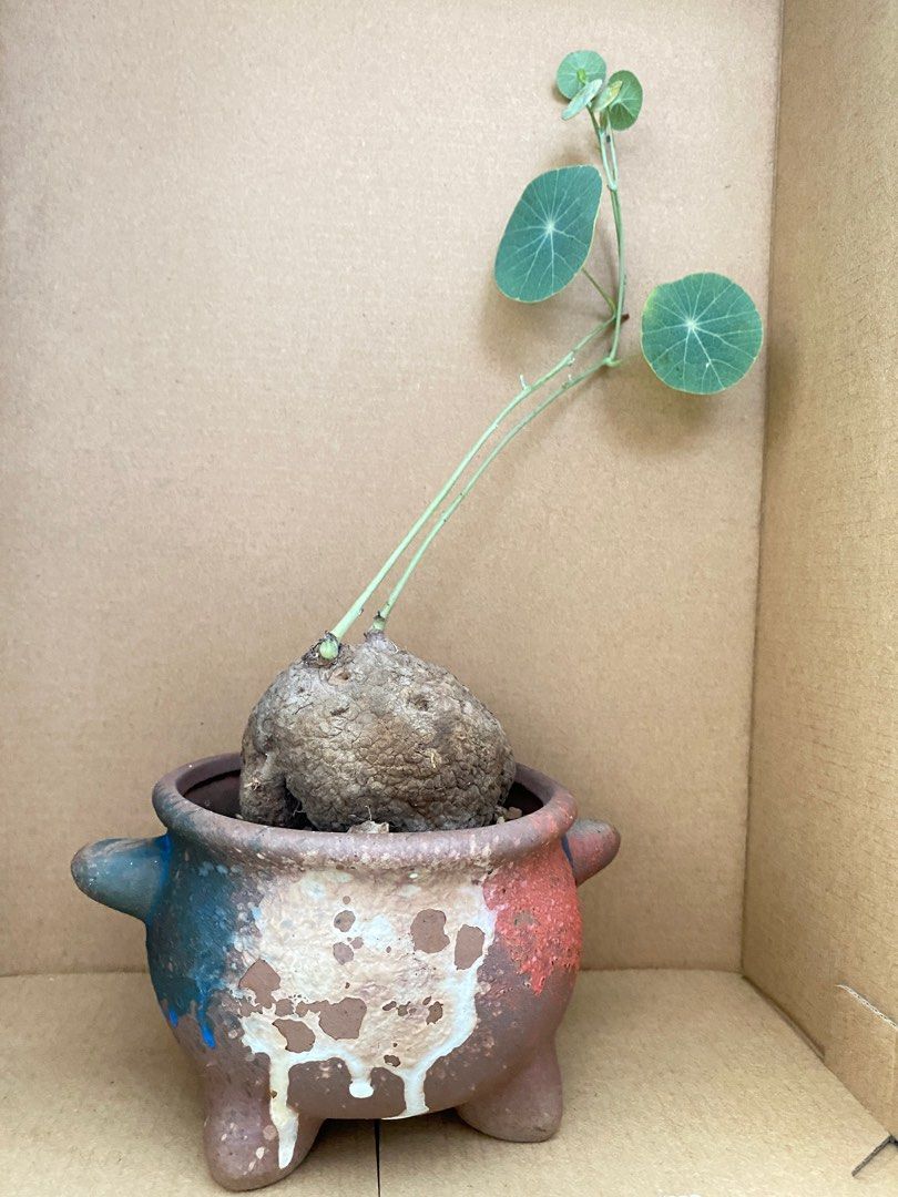 Stephania Erecta with pot, Furniture & Home Living, Gardening, Plants ...