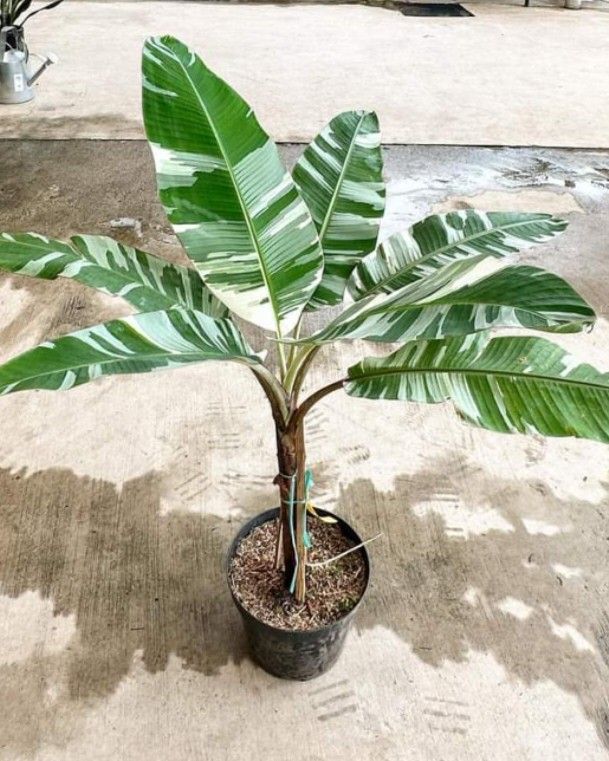 Variegated Banana, Musa Ae Ae (4ft), Furniture & Home Living, Gardening ...