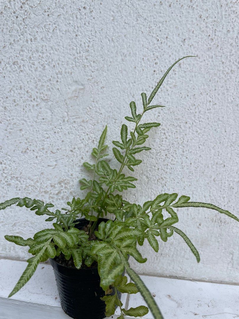 White Rabbit Fern, Furniture & Home Living, Gardening, Plants & Seeds ...