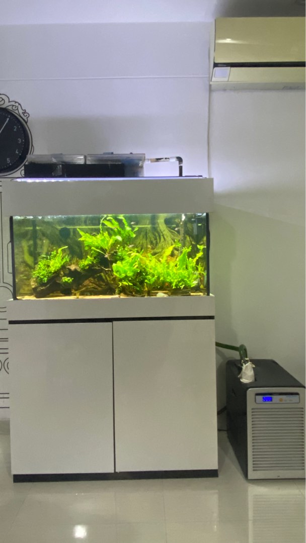 3ft Tank with Accessories, Pet Supplies, Homes & Other Pet Accessories ...