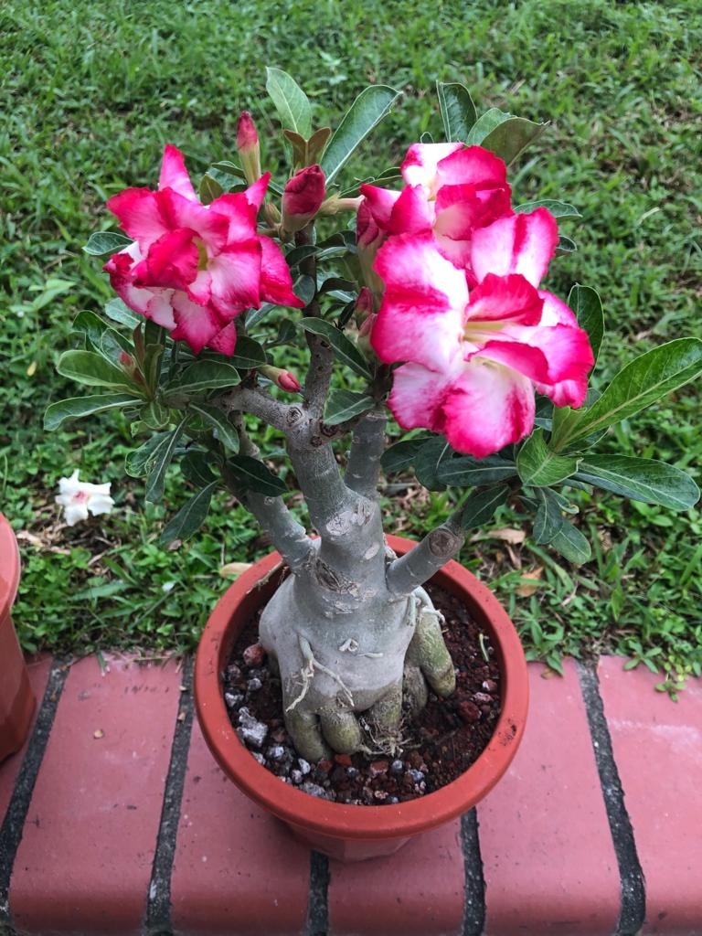 Adenium plant - Red Flowers, Furniture & Home Living, Gardening, Plants ...