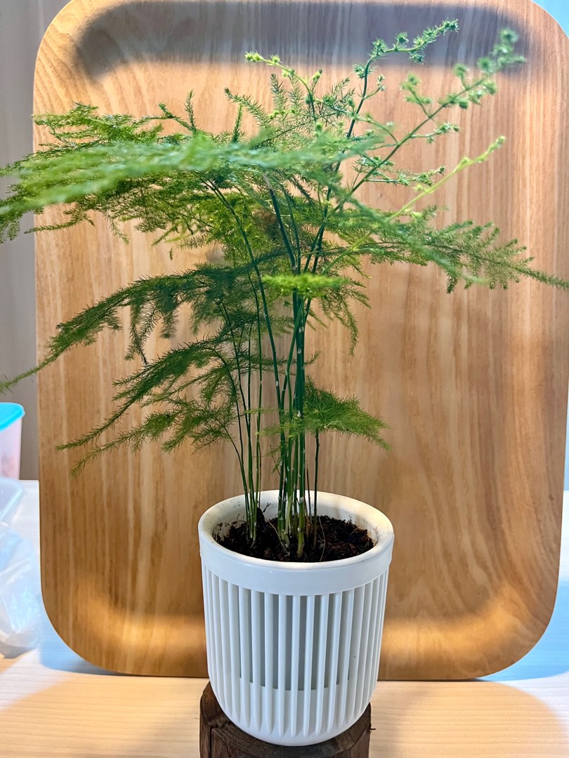 Asparagus Fern in White Lined Plastic Pot // indoor foliage plant gift present, Furniture & Home ...