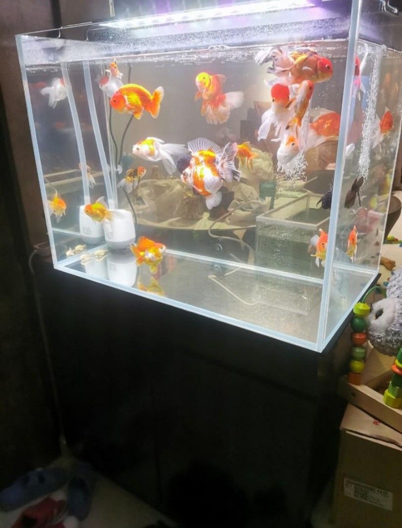 2.5ft fish tank crystal clear tank with cabinet, Pet Supplies, Homes ...