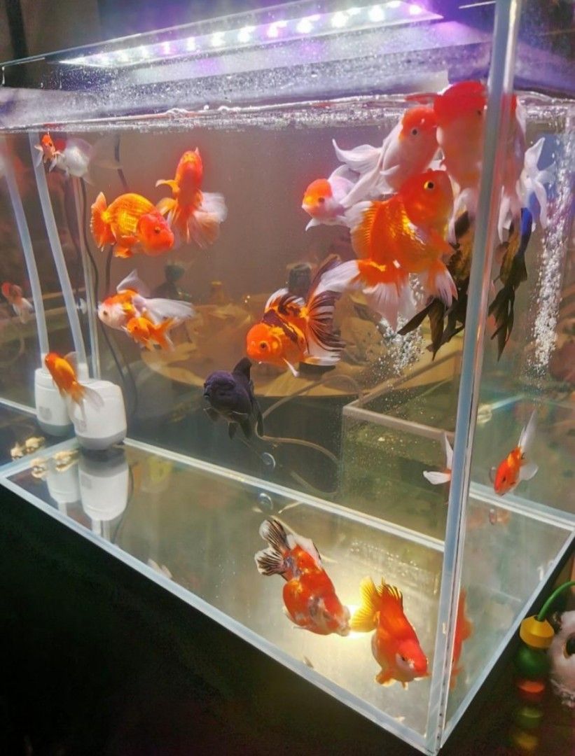 2.5ft fish tank crystal clear tank with cabinet, Pet Supplies, Homes ...